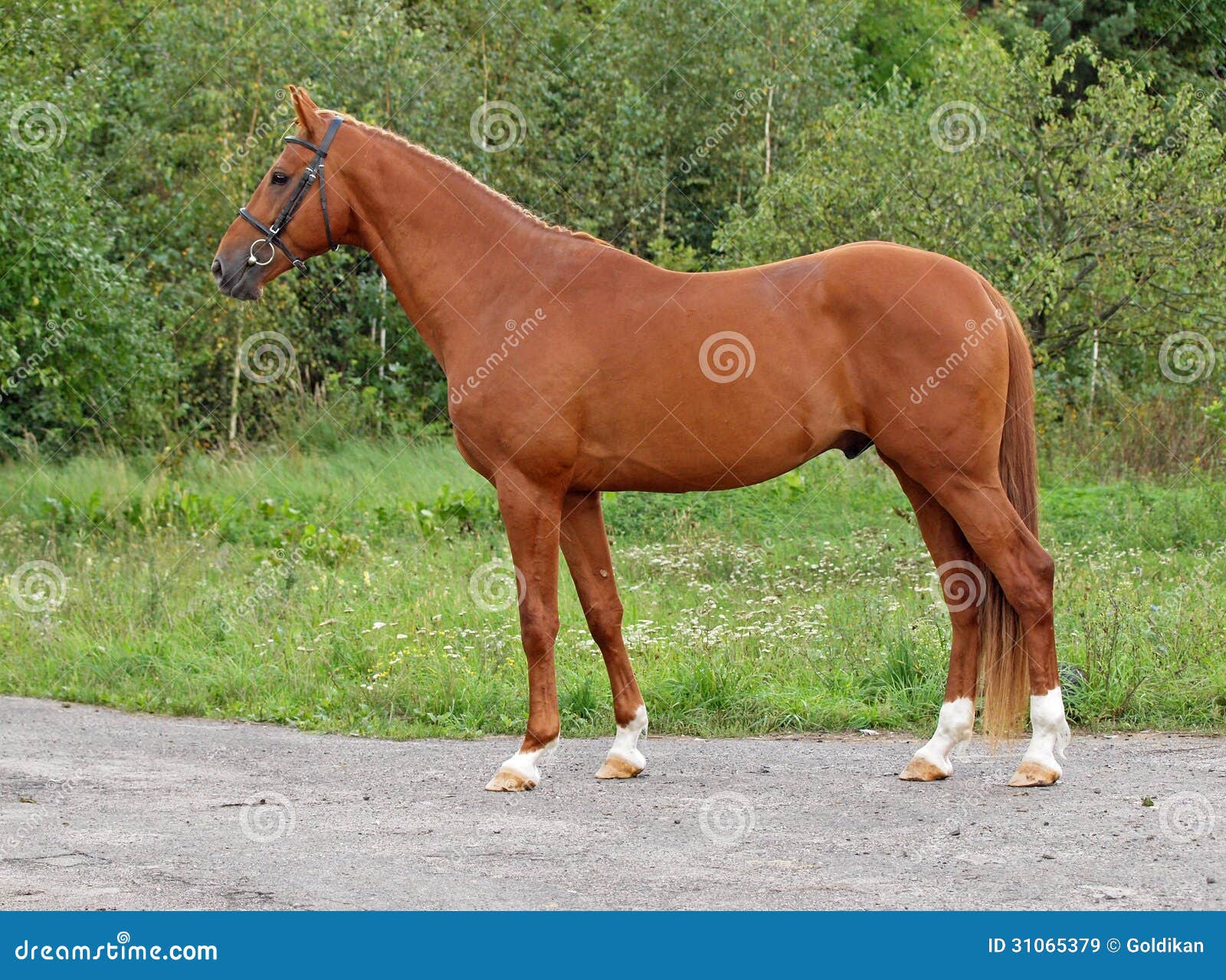 A chestnut stallion stock image. Image of horsebreeding - 31065379