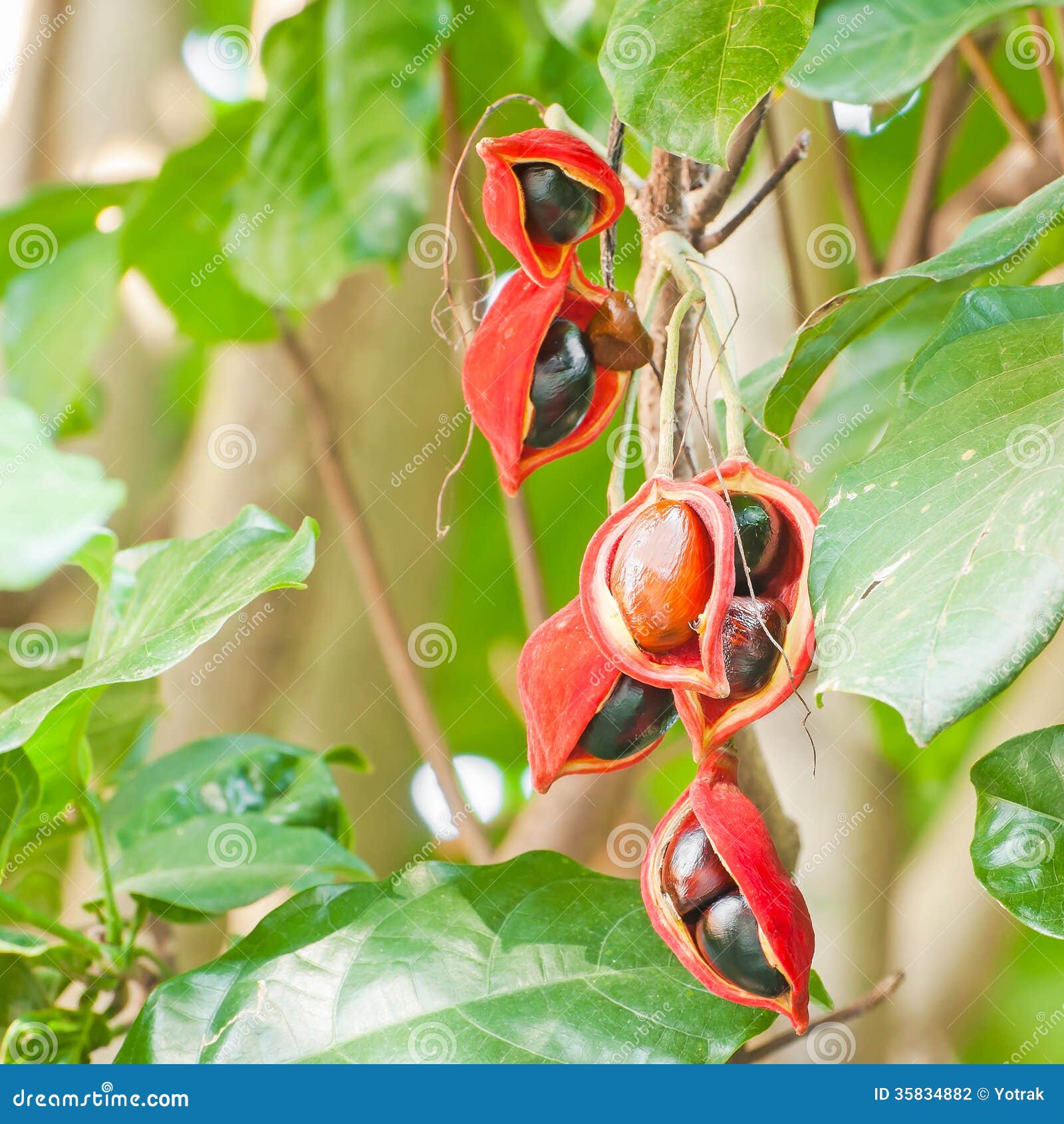 1,384 Vent Tree Photos - Free & Royalty-Free Stock Photos from Dreamstime