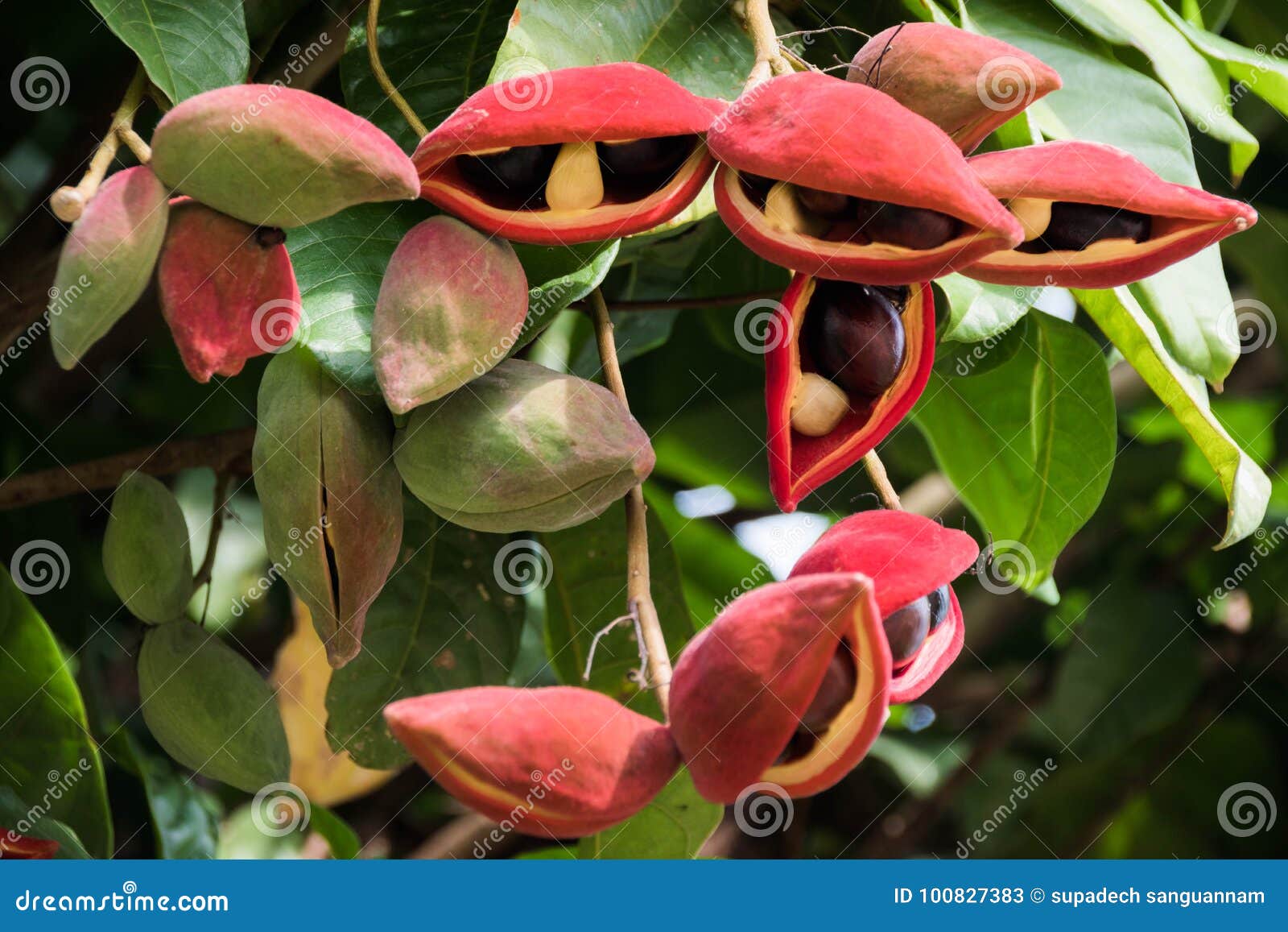 Chestnut tablets stock image. Image of chestnut, thailand - 100827383