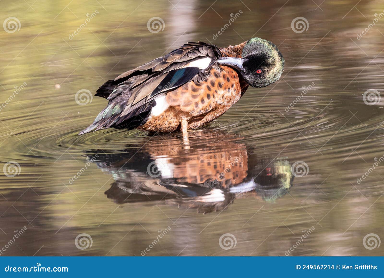 Chestnut Teal stock photo. Image of duck, teal, chestnut - 249562214