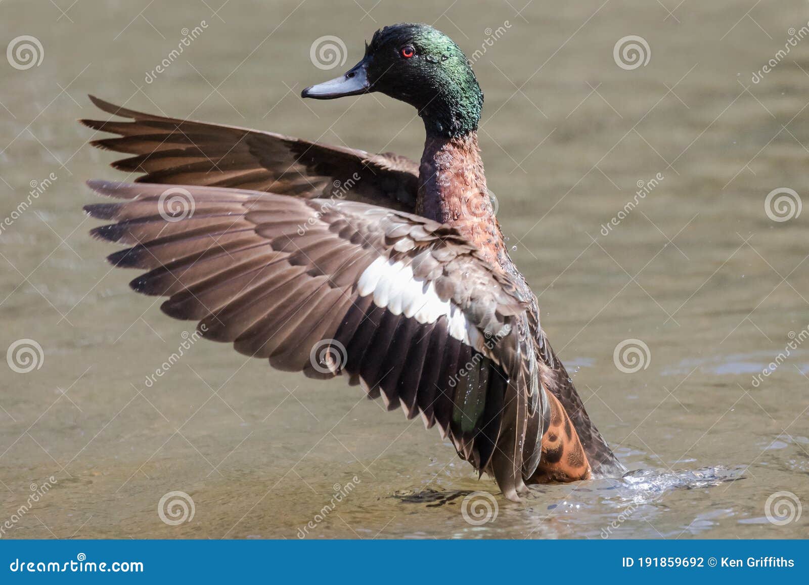 Chestnut Teal stock photo. Image of anas, castanea, teal - 191859692