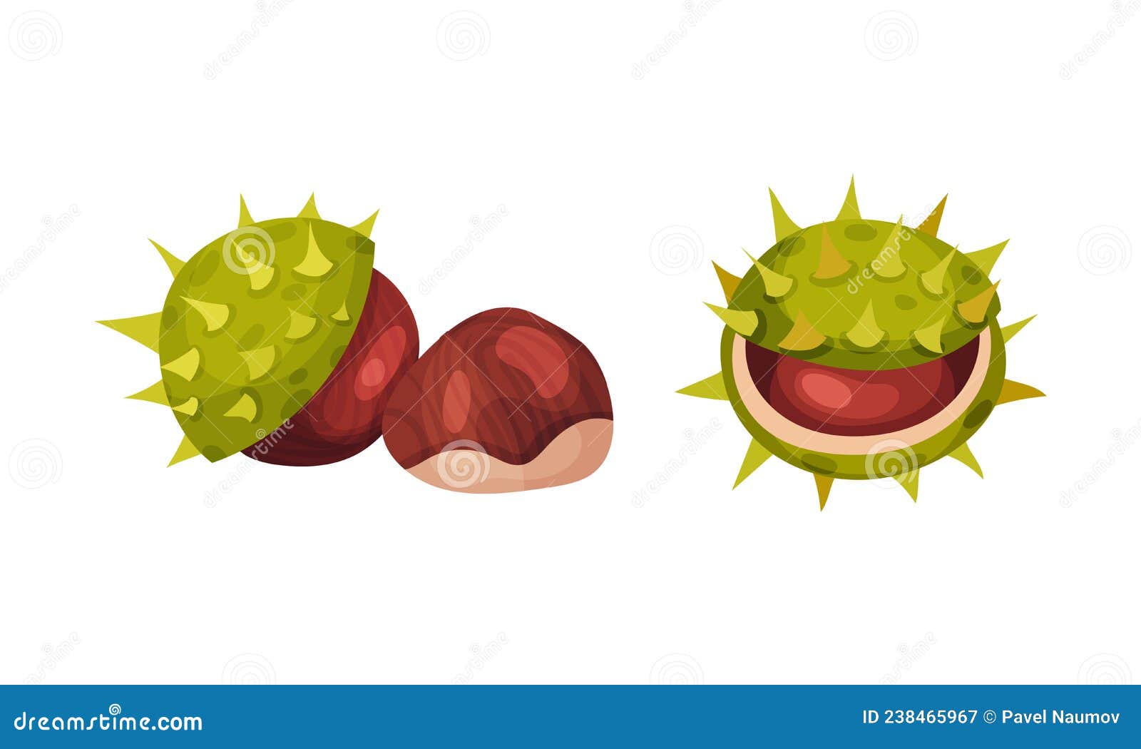 Chestnut with Thorned Cracked Shell Showing Brown Nut Vector Set Stock ...