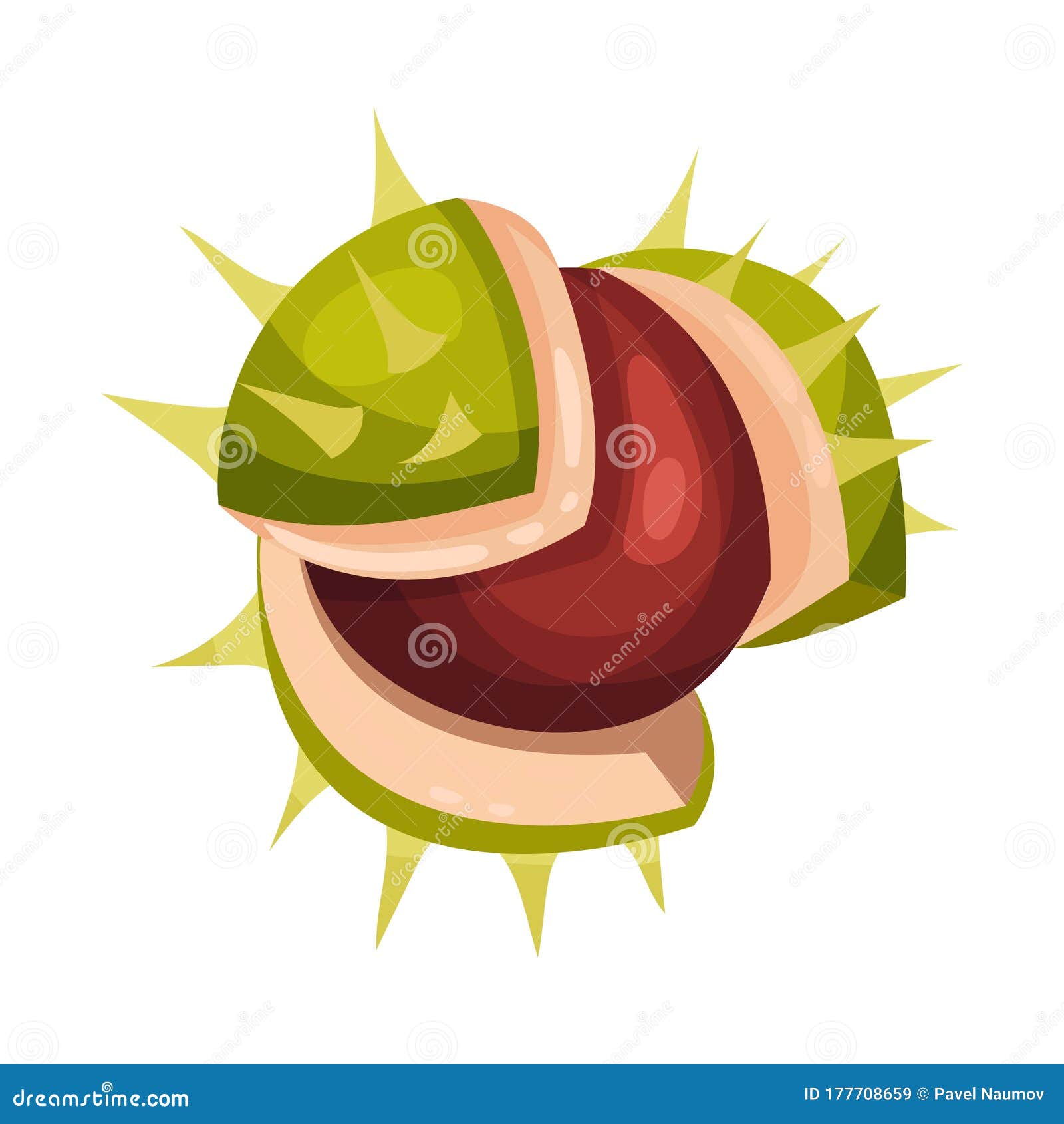 Chestnut with Thorned Shell and Brown Nut Inside Vector Illustration ...