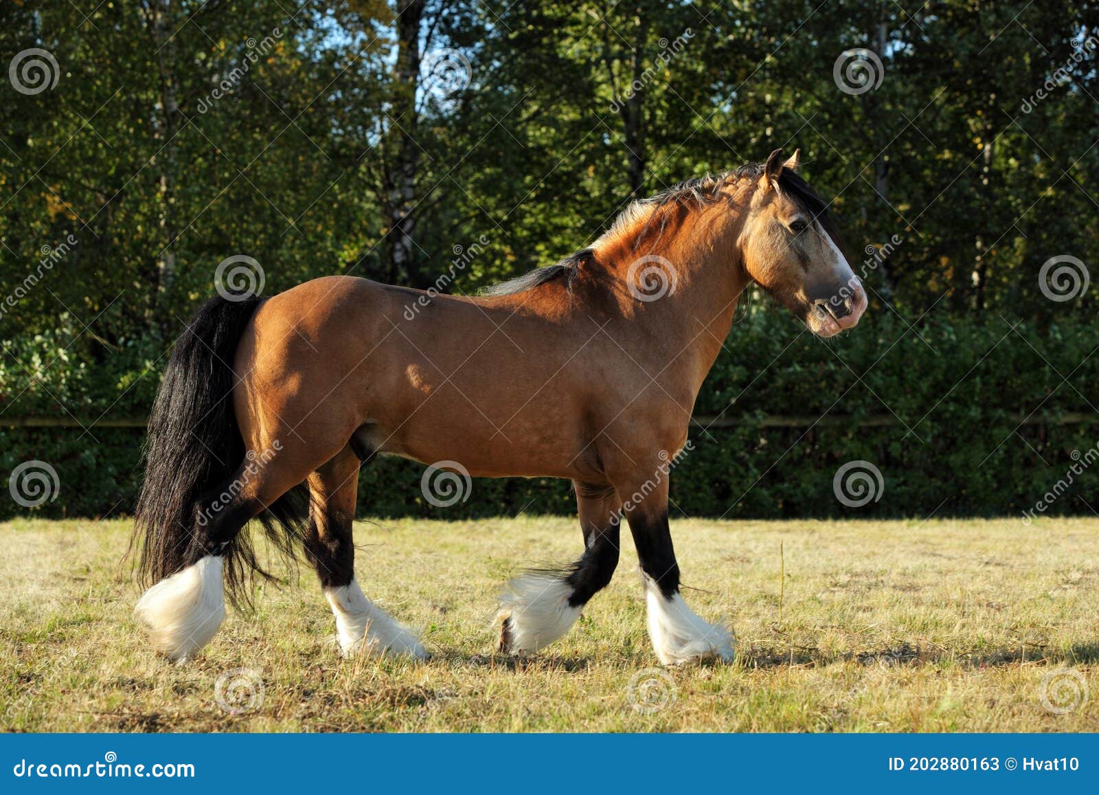 Chestnut Shire Horse