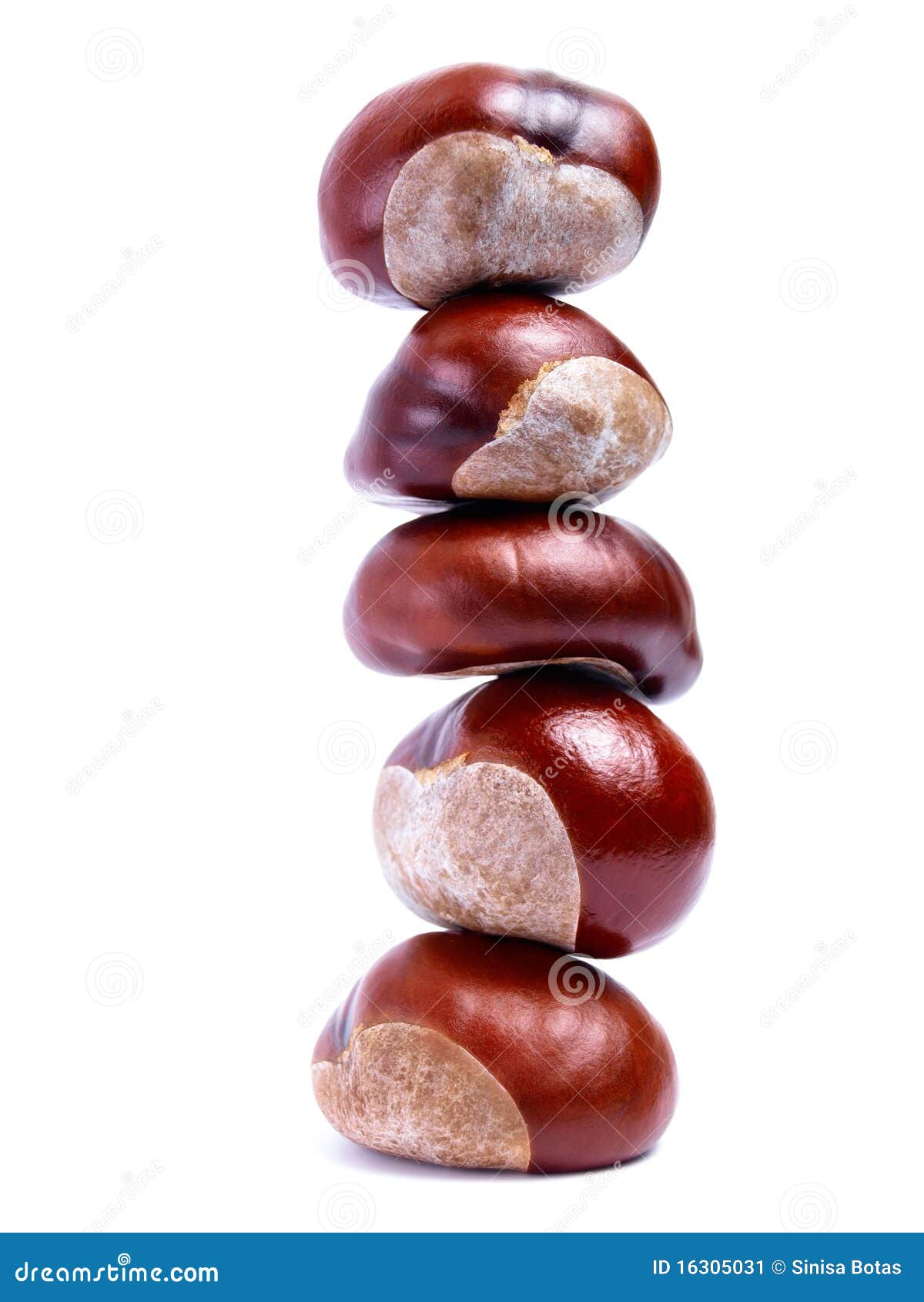 Chestnut tower stock image. Image of forest, shiny, park - 16305031