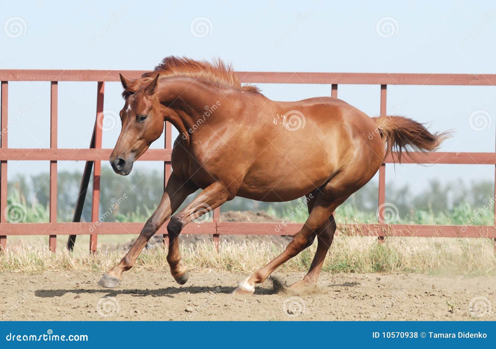 Chestnut trakehner horse stock photo. Image of outside - 10570938