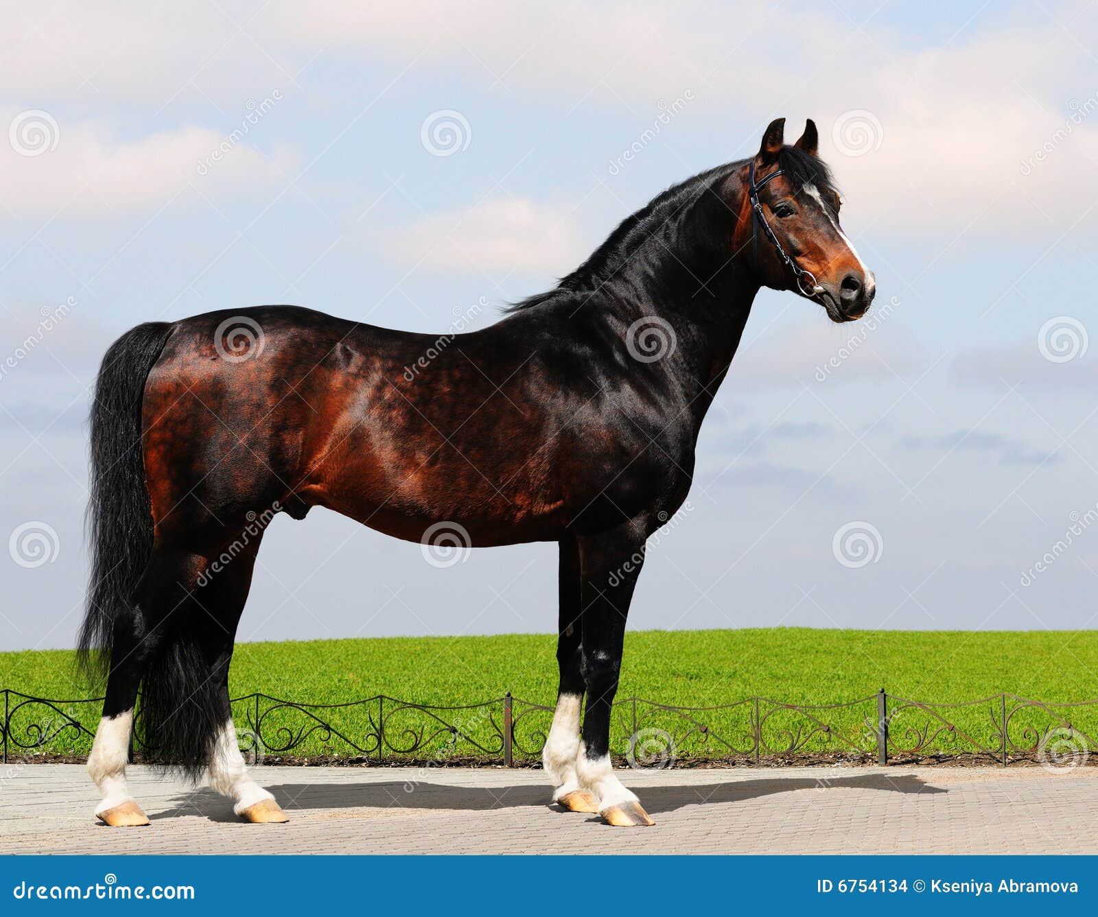 Chestnut Trakehner Stallion Stock Photo - Image of animal, stallion ...