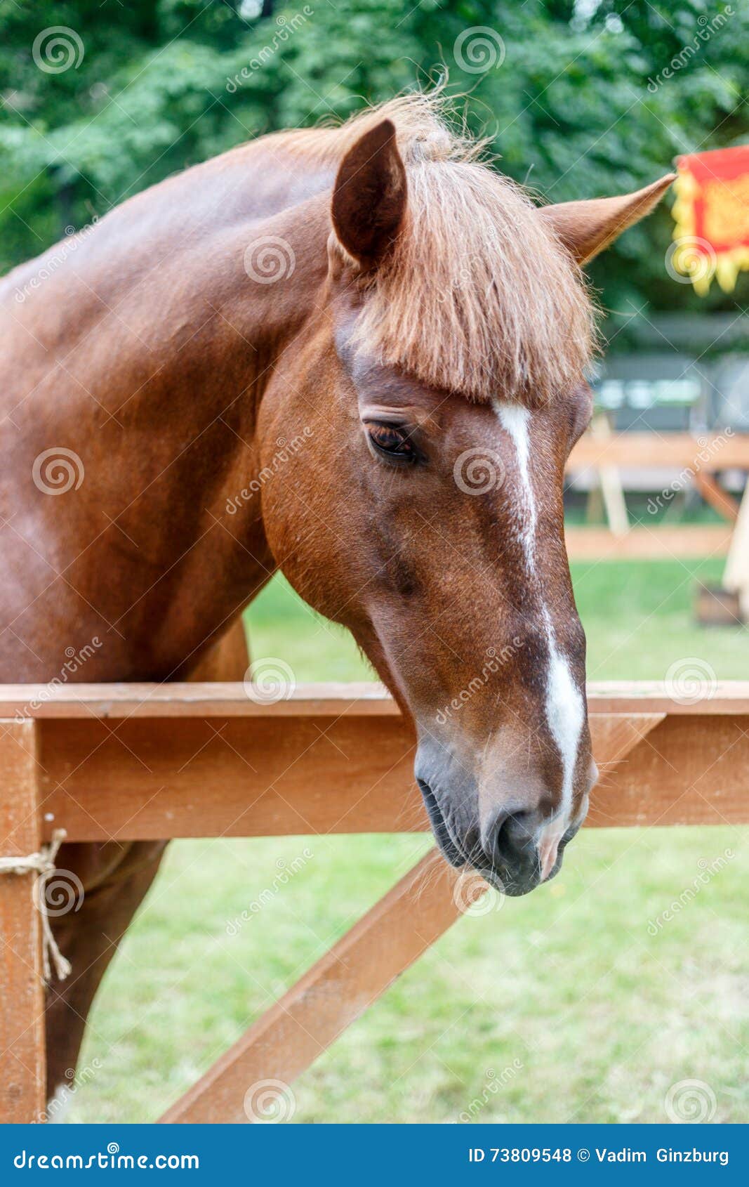 Chestnut Trakehner Stallion Stock Photo - Image of blue, hannoveraner ...