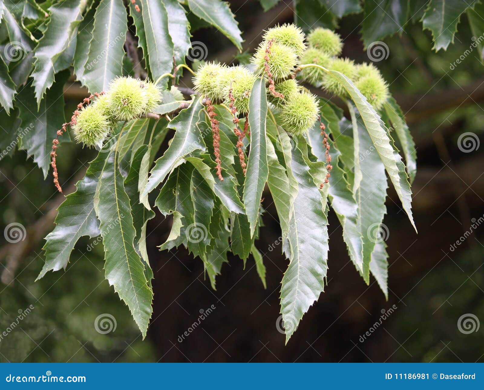 Chestnut Tree. stock image. Image of wood, nuts, forest - 11186981