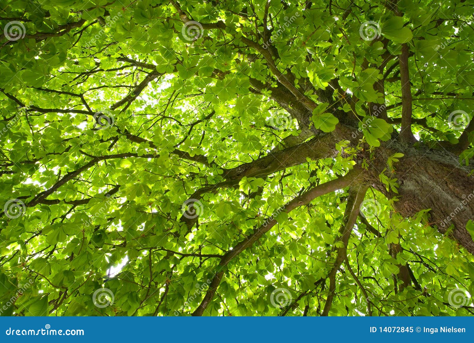 Chestnut tree stock image. Image of forest, high, green - 14072845