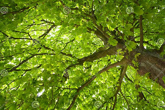 Chestnut tree stock image. Image of forest, high, green - 14072845