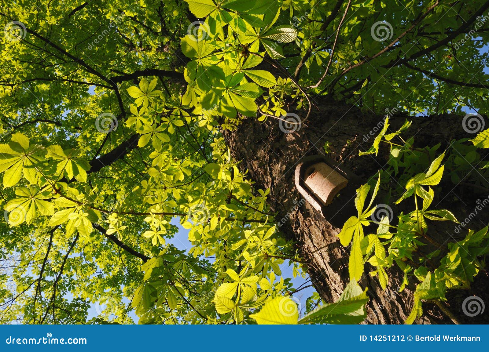 Chestnut tree stock photo. Image of deciduous, freshness - 14251212