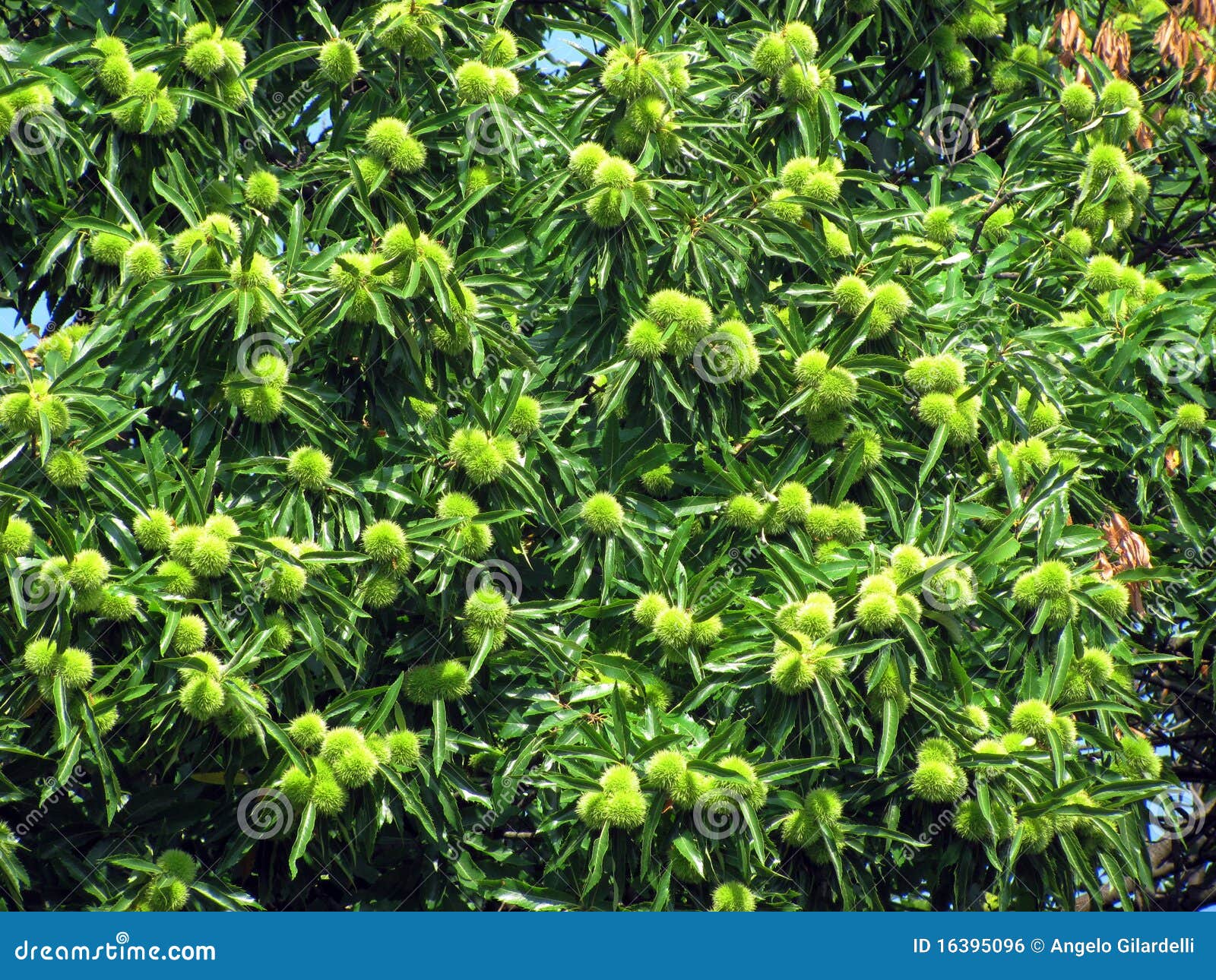 Chestnut Tree Royalty-Free Stock Photography | CartoonDealer.com #7853813