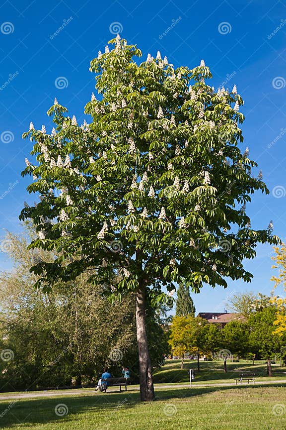 Chestnut tree stock photo. Image of spring, aesculus - 26964762