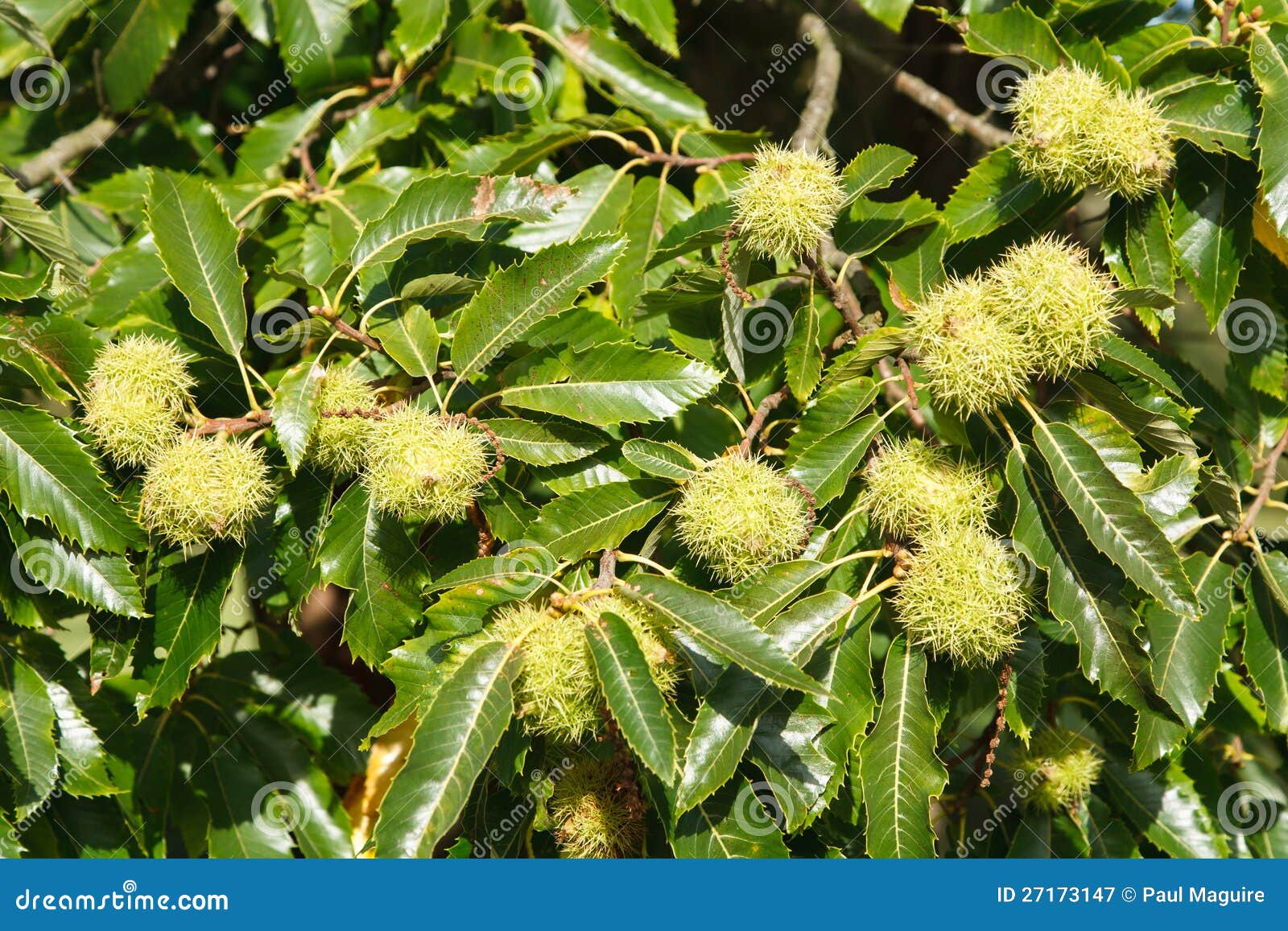 Chestnut tree stock image. Image of chestnuts, outdoor - 27173147