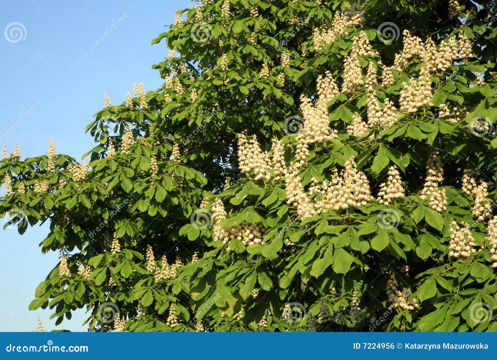 Chestnut tree stock photo. Image of growth, beauty, hippocastanum - 7224956