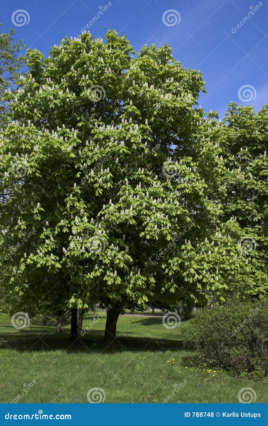 968 Marron Tree Stock Photos - Free & Royalty-Free Stock Photos from ...