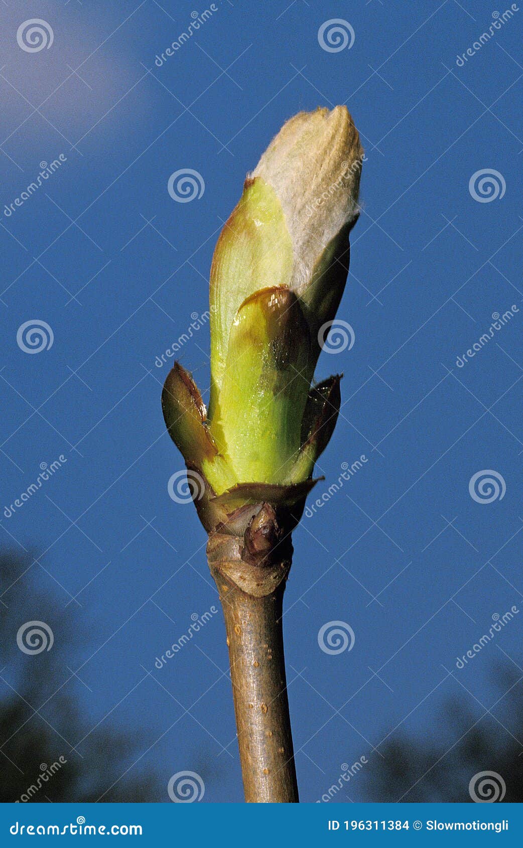 Chestnut Tree, Aesculus Hippocastanum, Bud Against Blue Sky Stock Photo ...