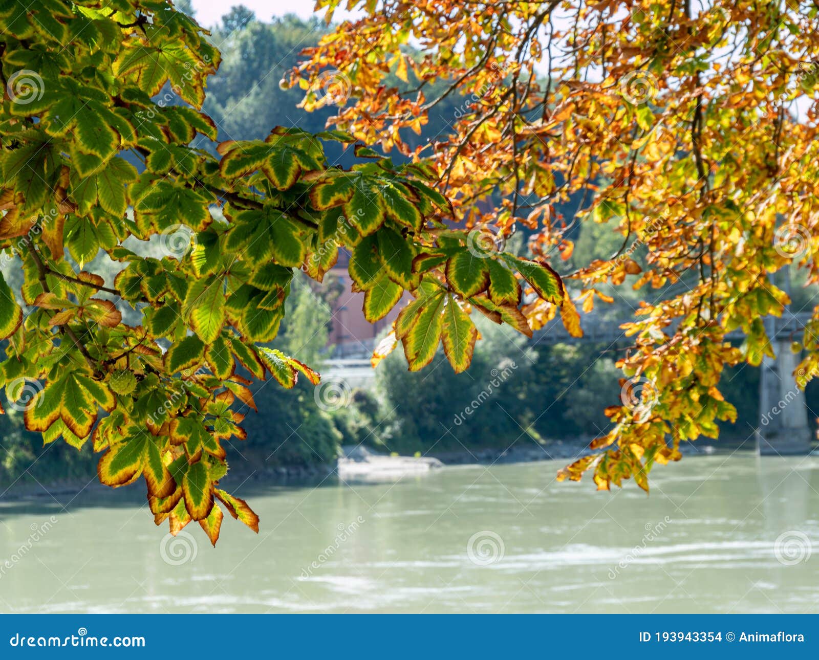 Chestnut Tree in the Autumn Stock Photo - Image of nature, colors ...