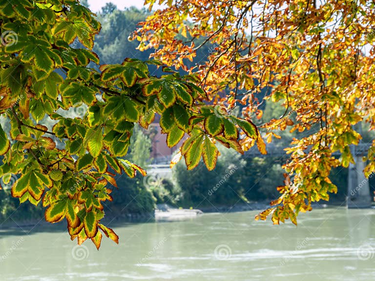 Chestnut Tree in the Autumn Stock Photo - Image of nature, colors ...