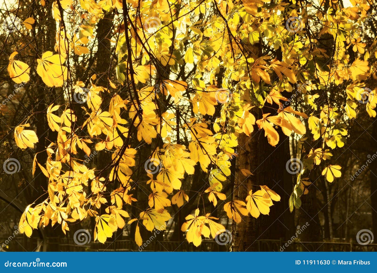 Chestnut Tree Autumn Background Stock Photo - Image of season, autumn ...