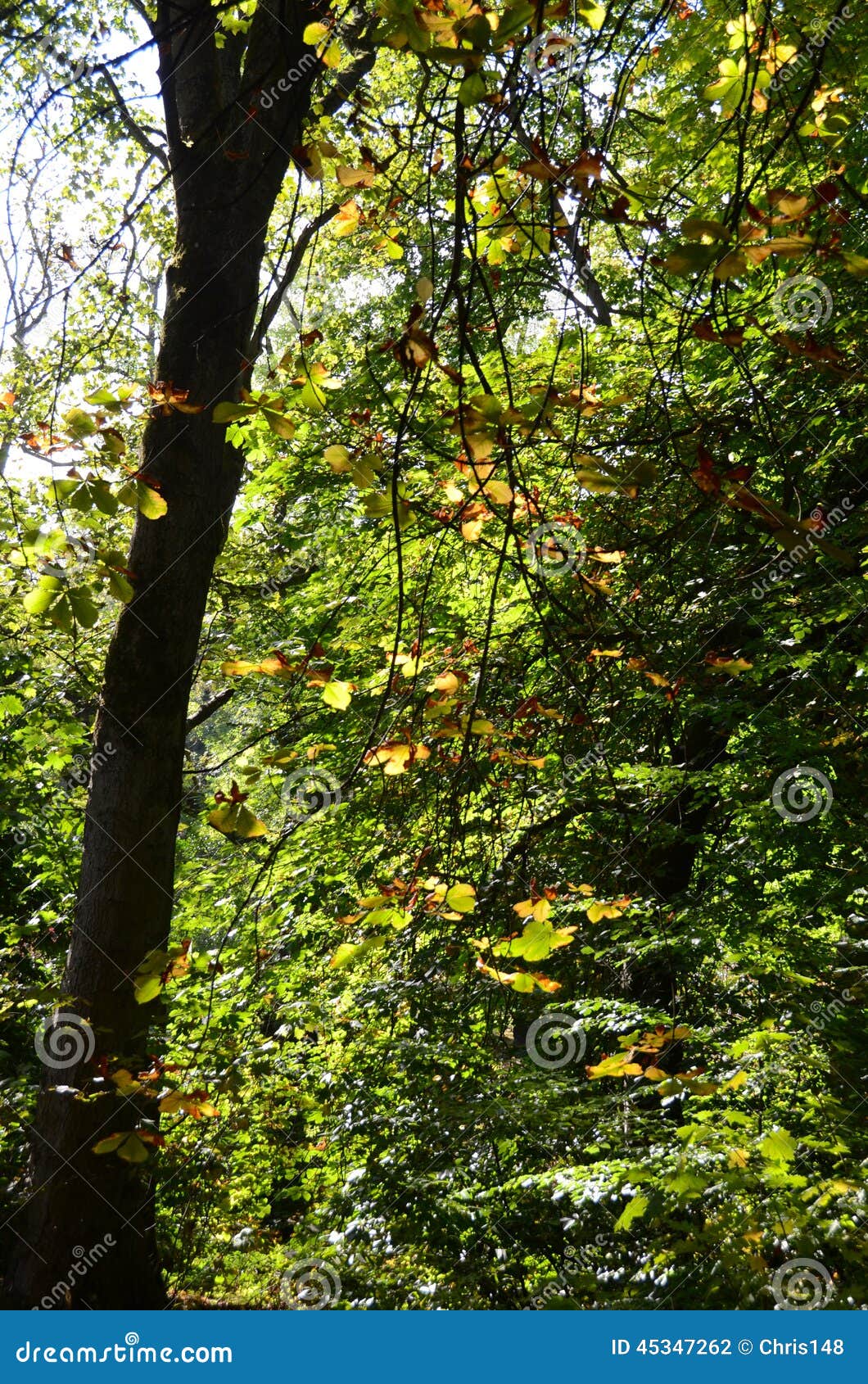 A chestnut tree in autumn stock photo. Image of foliage - 45347262
