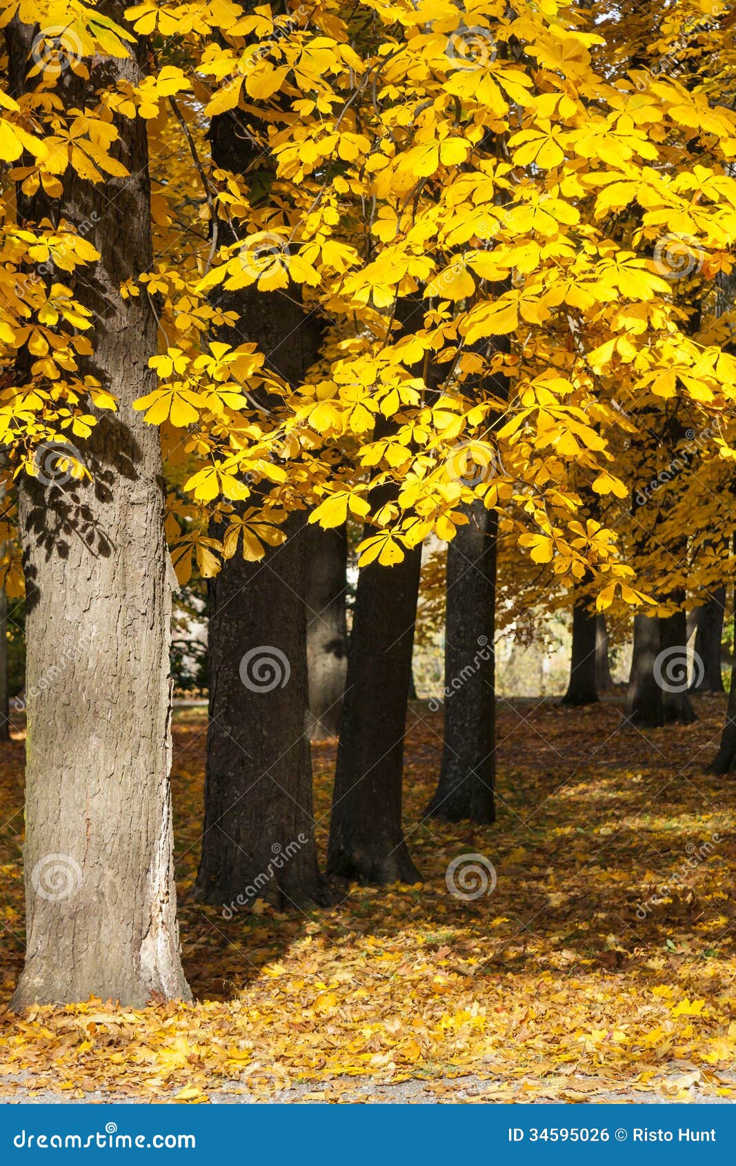 Chestnut tree in autumn stock photo. Image of fall, season - 34595026