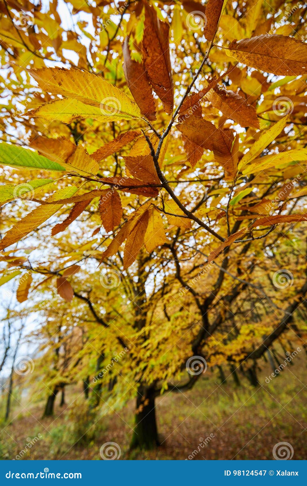 Chestnut Tree in the Autumn Stock Image - Image of ecology, forest ...