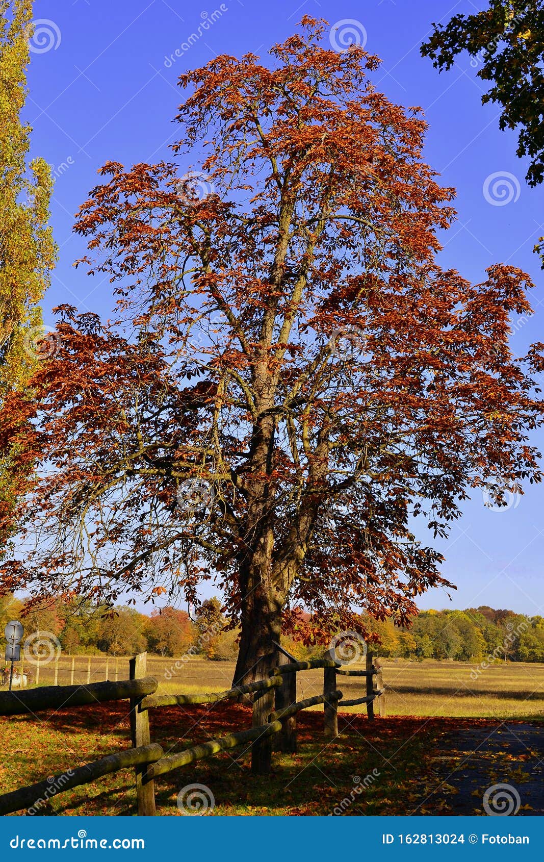 Chestnut tree in autumn stock photo. Image of brown - 162813024