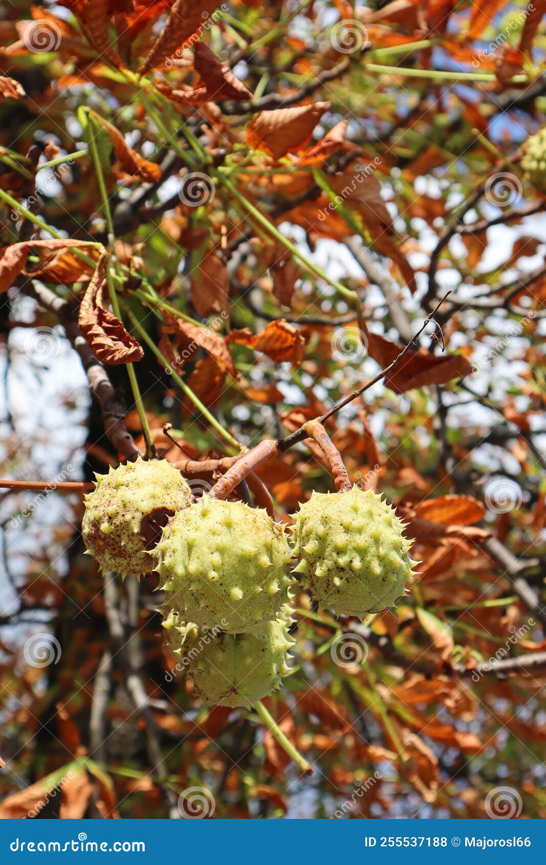 Chestnut Tree in Autumn Time Stock Photo - Image of angle, outdoors ...