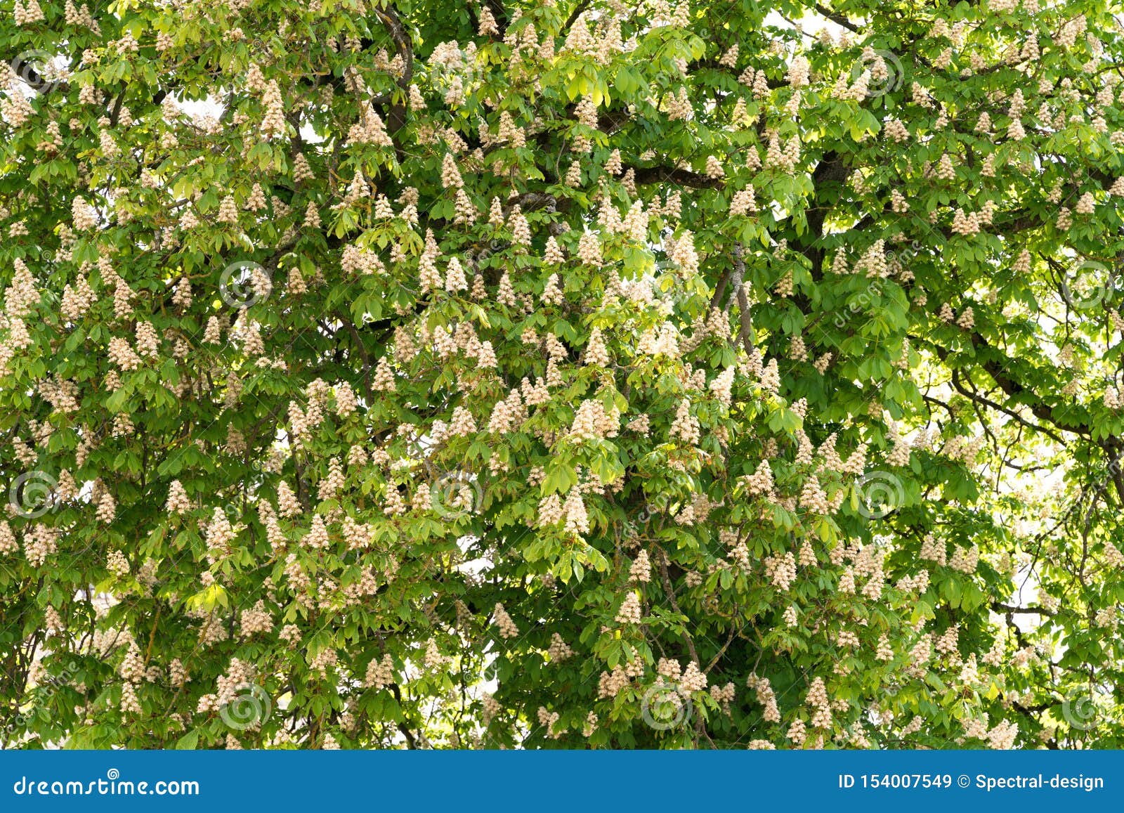 Chestnut tree background stock image. Image of background - 154007549