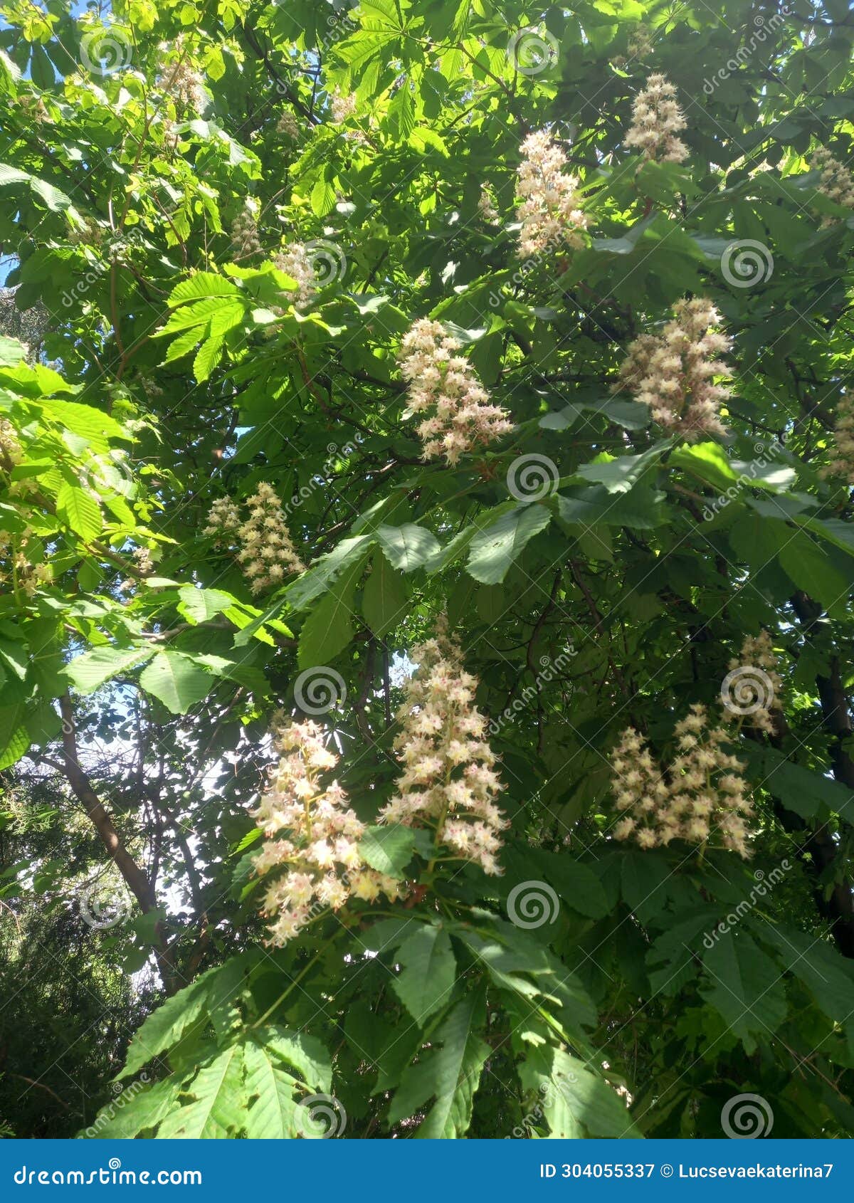 Chestnut tree in bloom stock image. Image of chestnut - 304055337