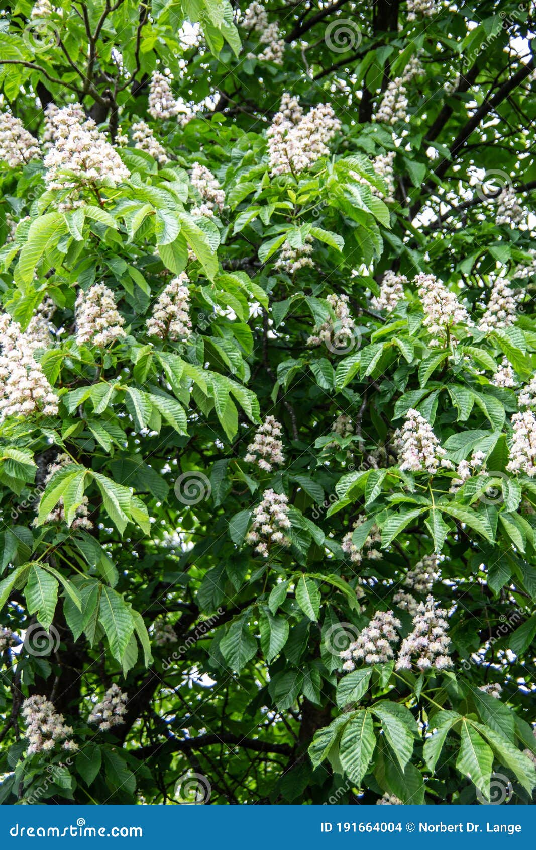 Chestnut Tree in Bloom with Upright Inflorescences Stock Photo - Image ...