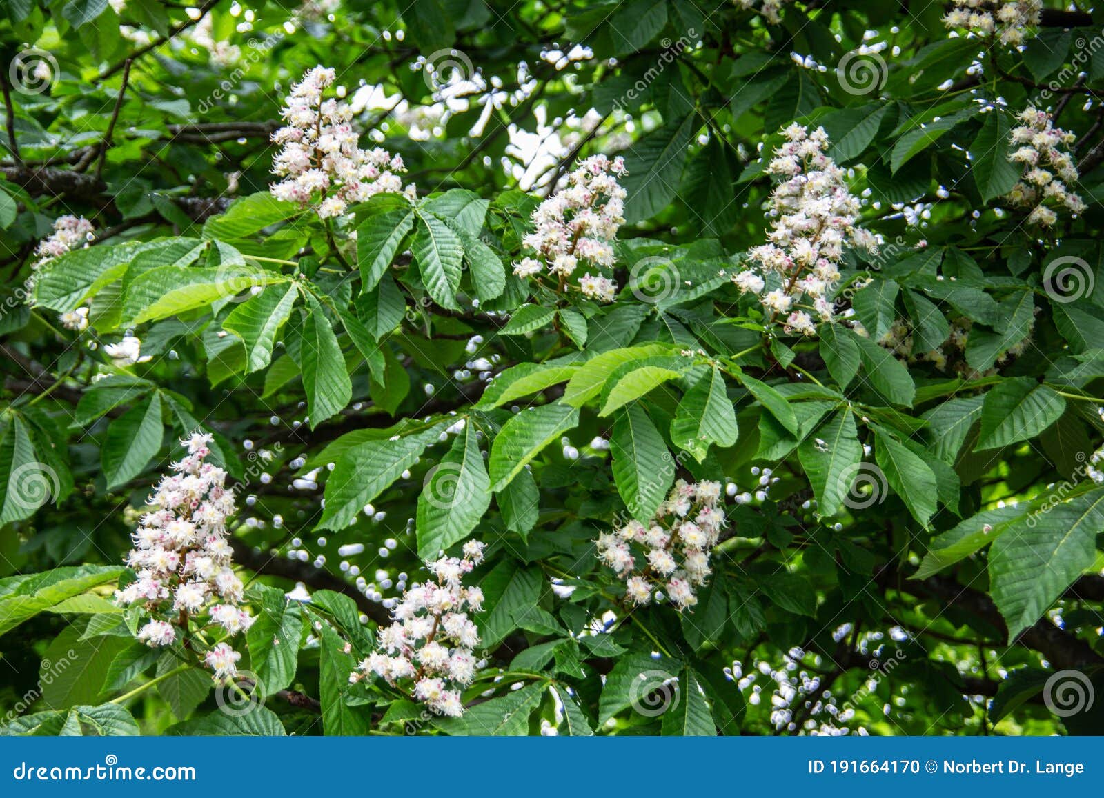 Chestnut Tree in Bloom with Upright Inflorescences Stock Photo - Image ...