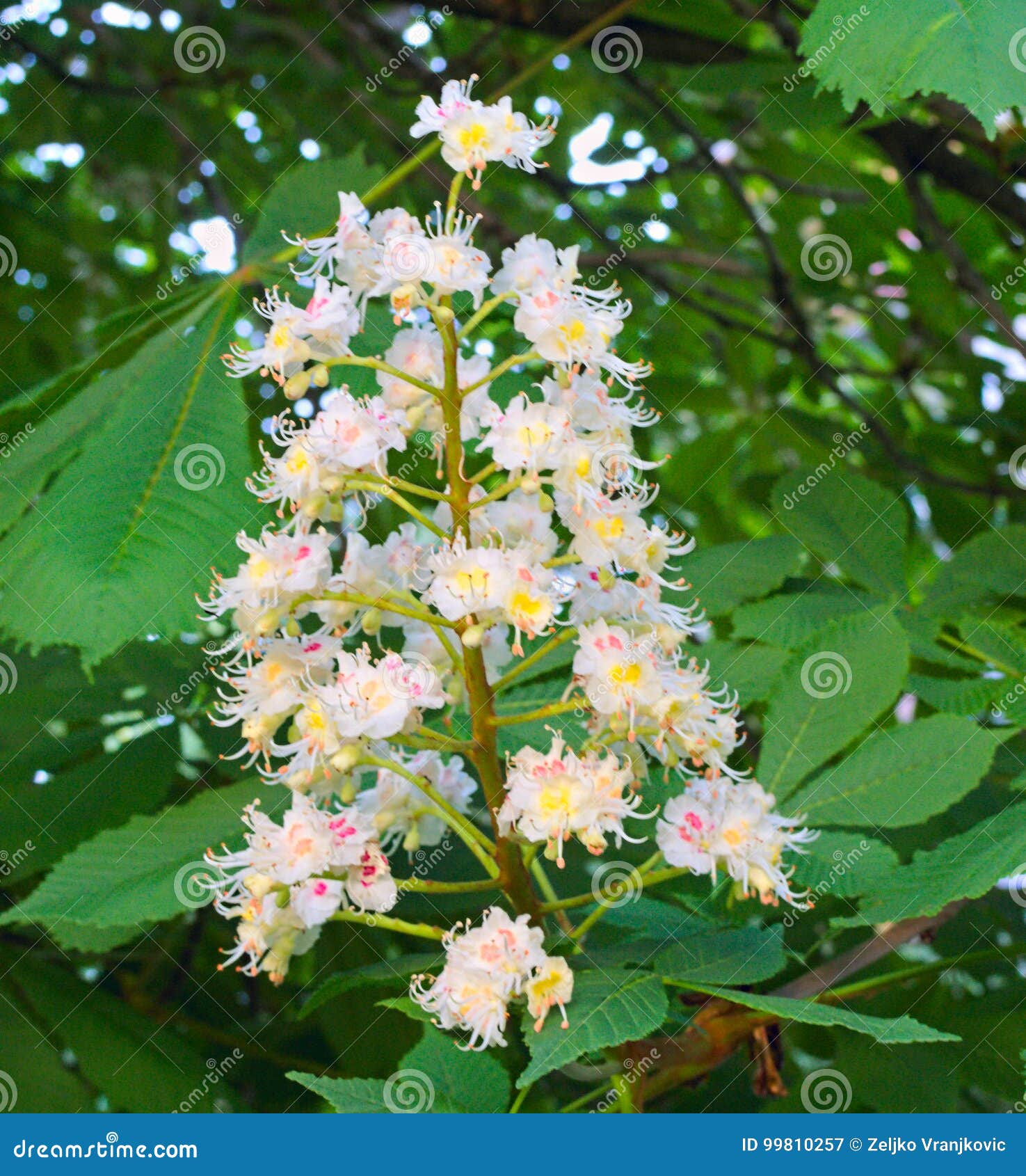 Chestnut Tree Blooming Flowers Stock Image - Image of field, plant ...
