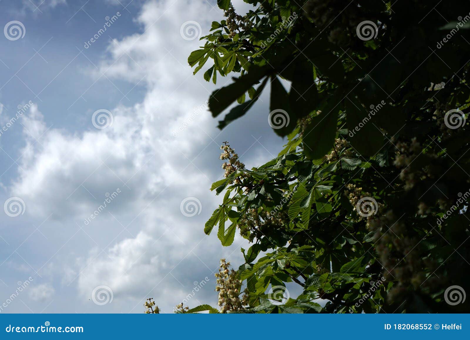 Chestnut Tree that Blooms in Spring in Bavaria Stock Photo - Image of ...