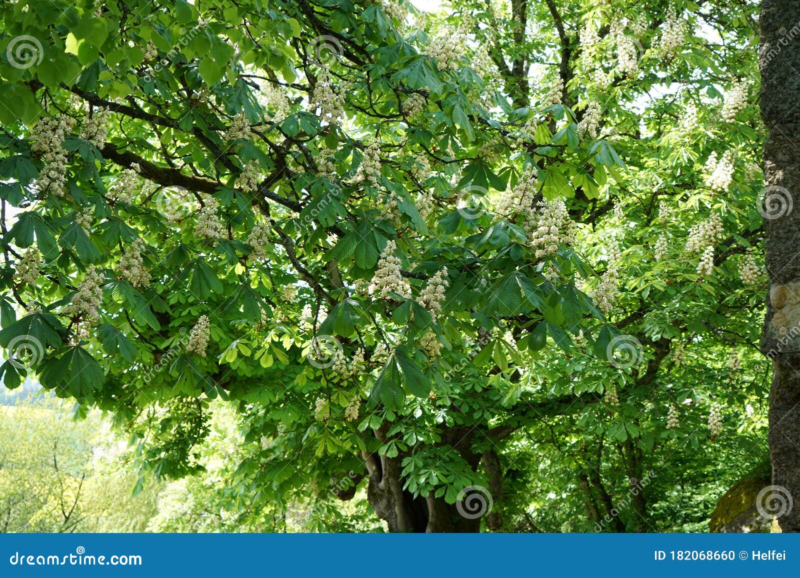 Chestnut Tree that Blooms in Spring in Bavaria Stock Photo - Image of ...