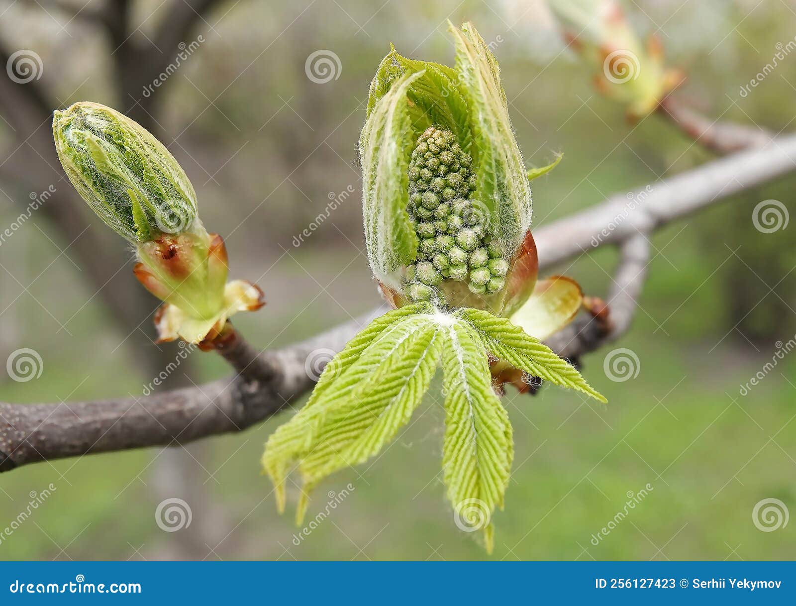The Chestnut Tree Blooms in Spring Stock Image - Image of blossomed ...