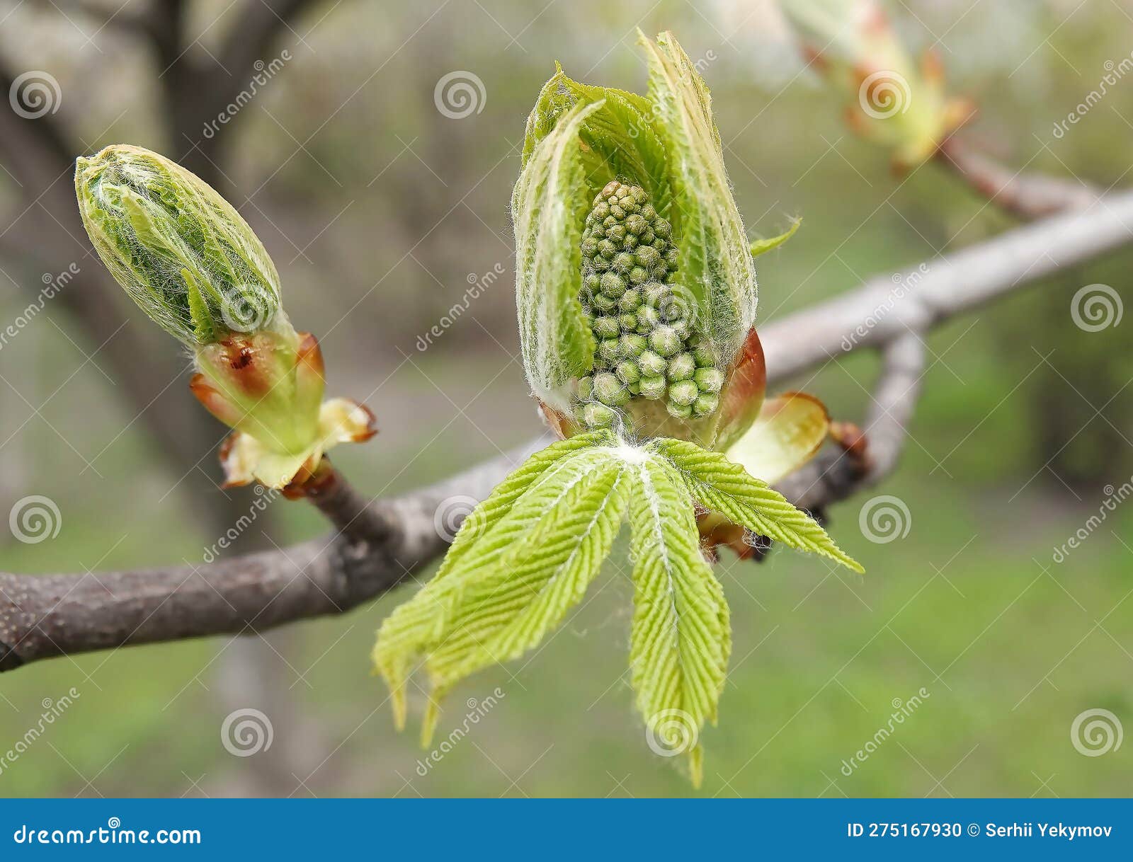 The Chestnut Tree Blooms in Spring Stock Photo - Image of buds, spring ...