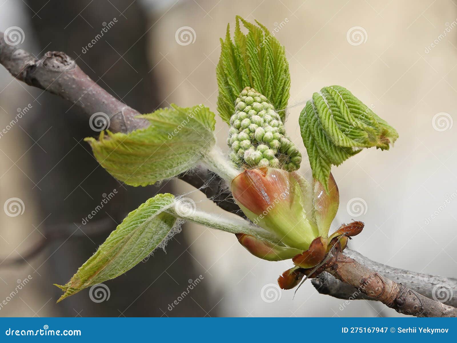 The Chestnut Tree Blooms in Spring Stock Image - Image of flowers ...