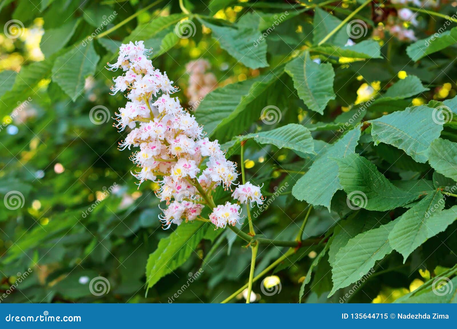 Chestnut Tree Blooms in Spring Stock Image - Image of lush, botany ...