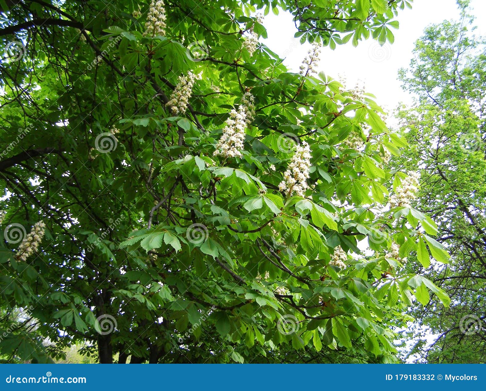 Chestnut-tree Blooms in Spring Stock Photo - Image of plant, chestnut ...
