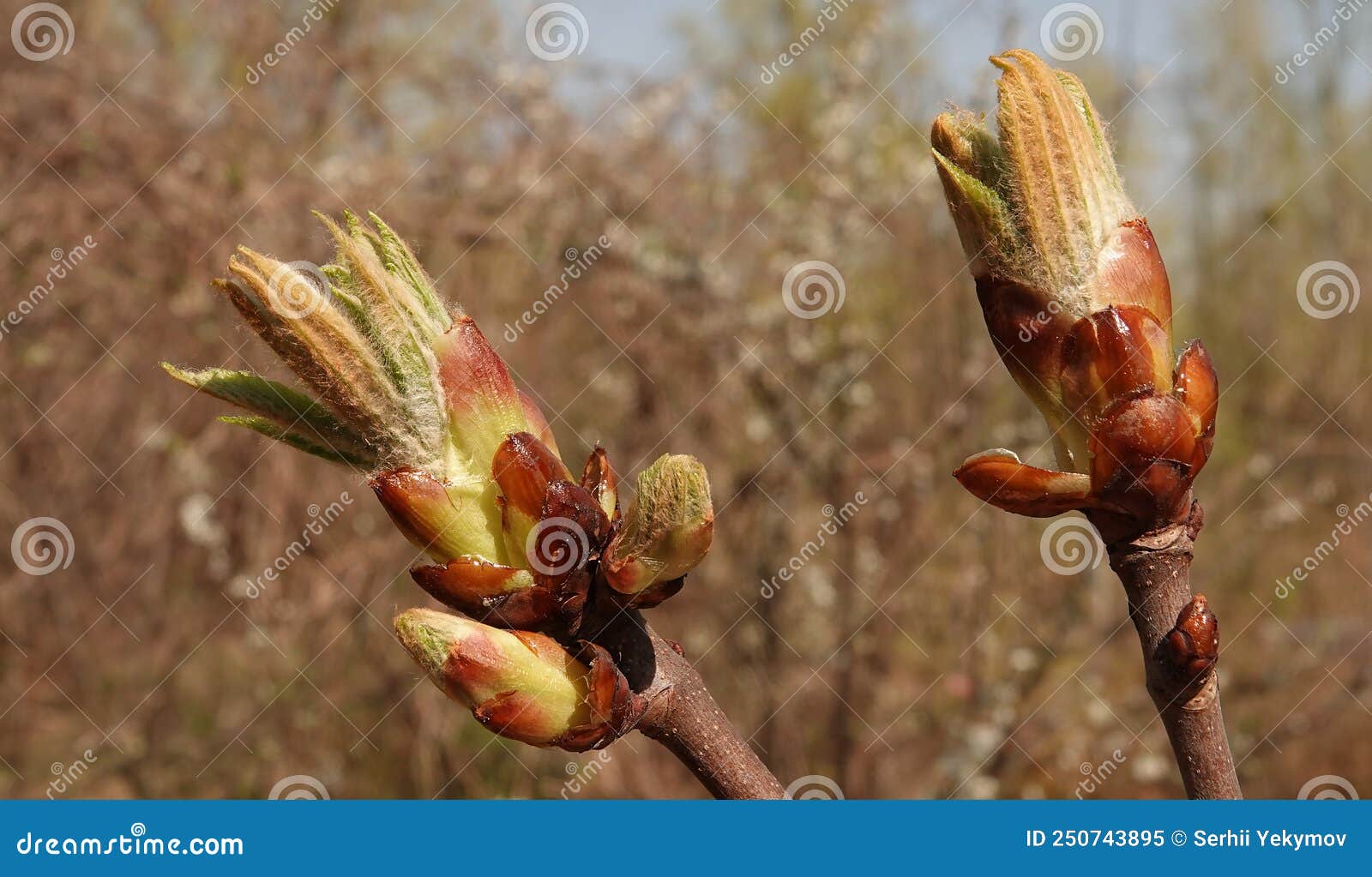 Chestnut Tree Blooms in Spring Stock Image - Image of chestnuts, leaves ...