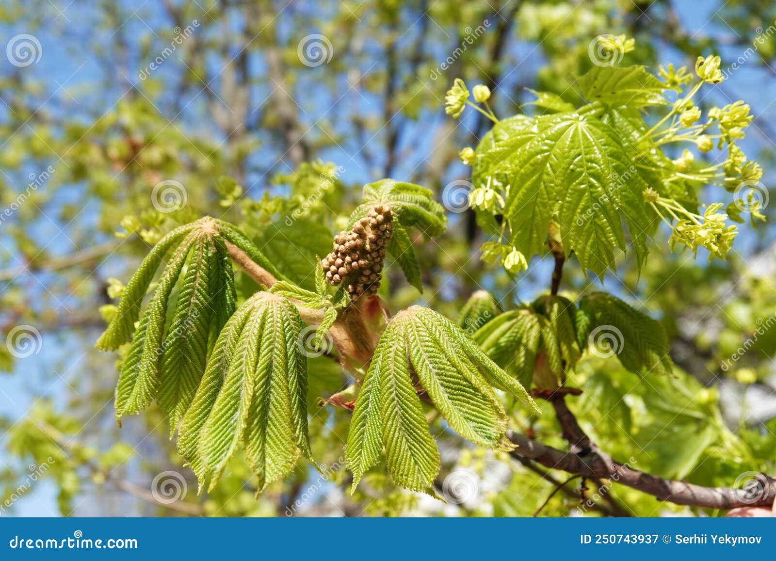 Chestnut Tree Blooms in Spring Stock Image - Image of beginning ...
