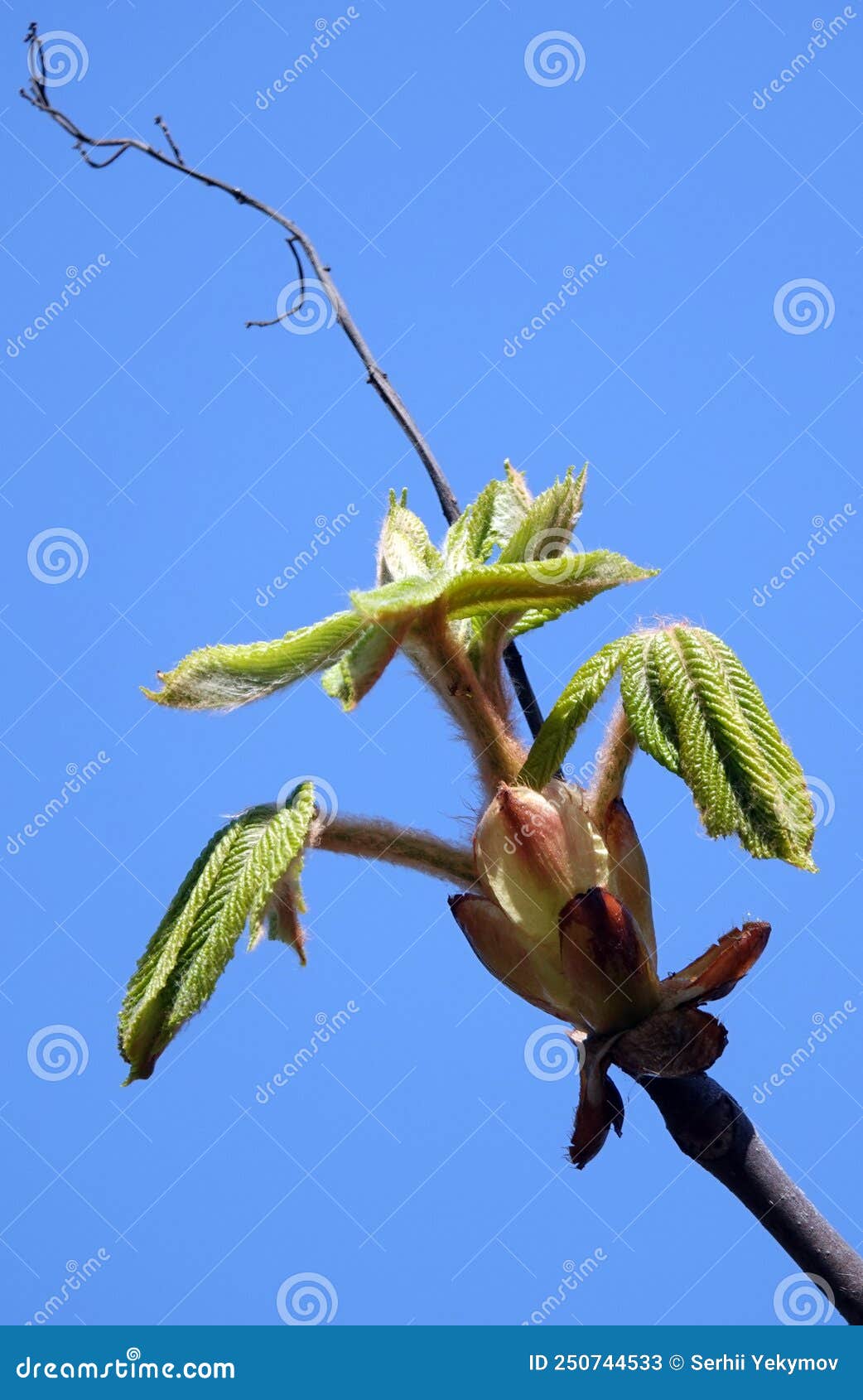 Chestnut Tree Blooms in Spring Stock Image - Image of tree, buds: 250744533