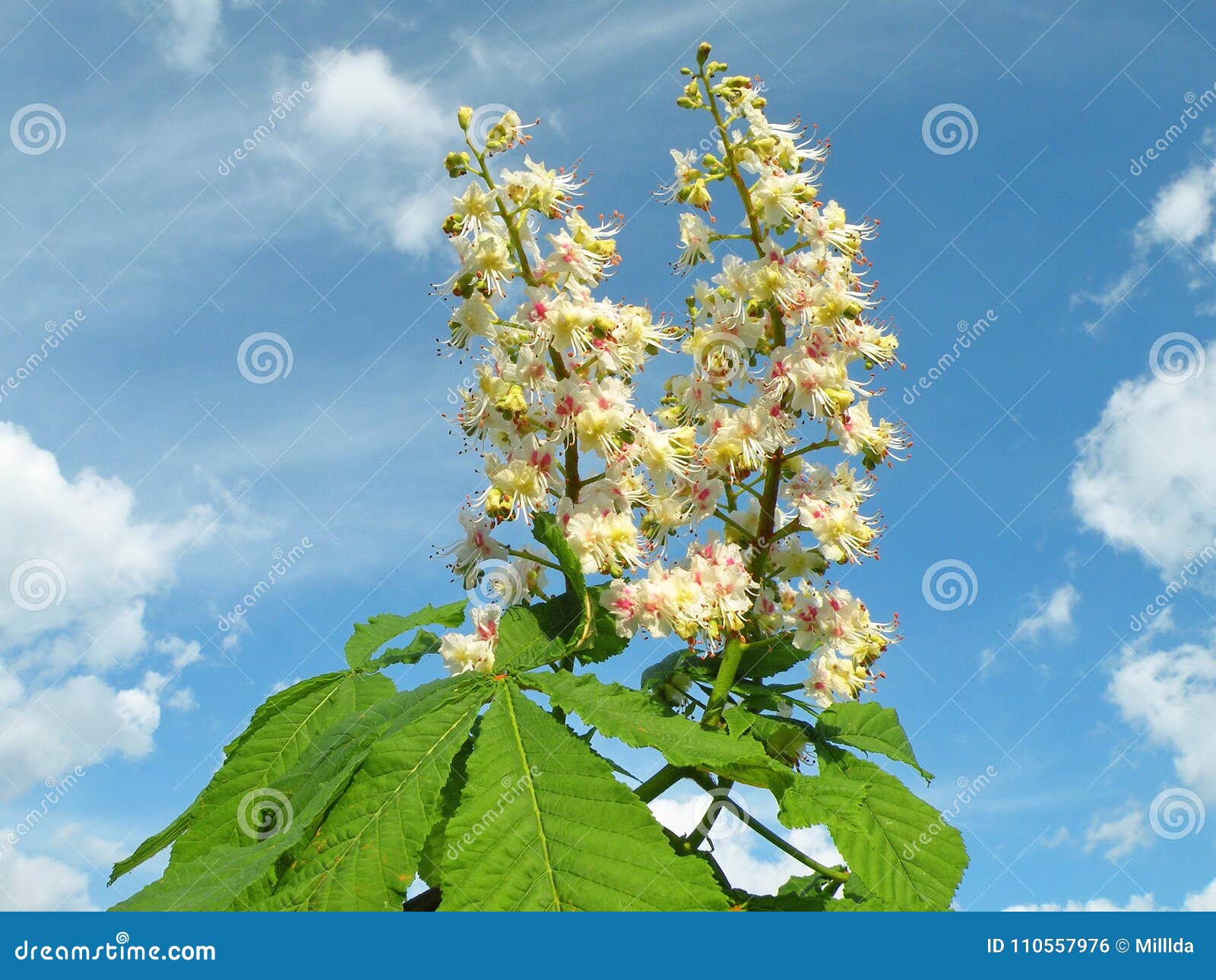 Chestnut Tree Blooms in Spring, Lithuania Stock Photo - Image of branch ...