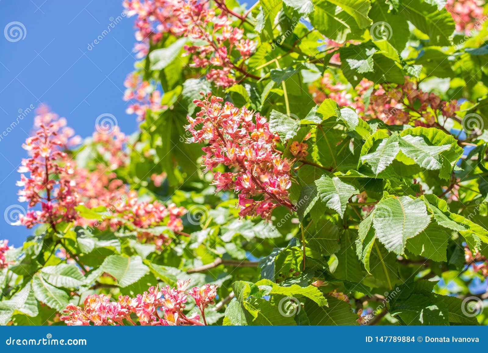 Chestnut Tree , Blossoming Chestnut Flowers in Springtime , Red or Pink ...