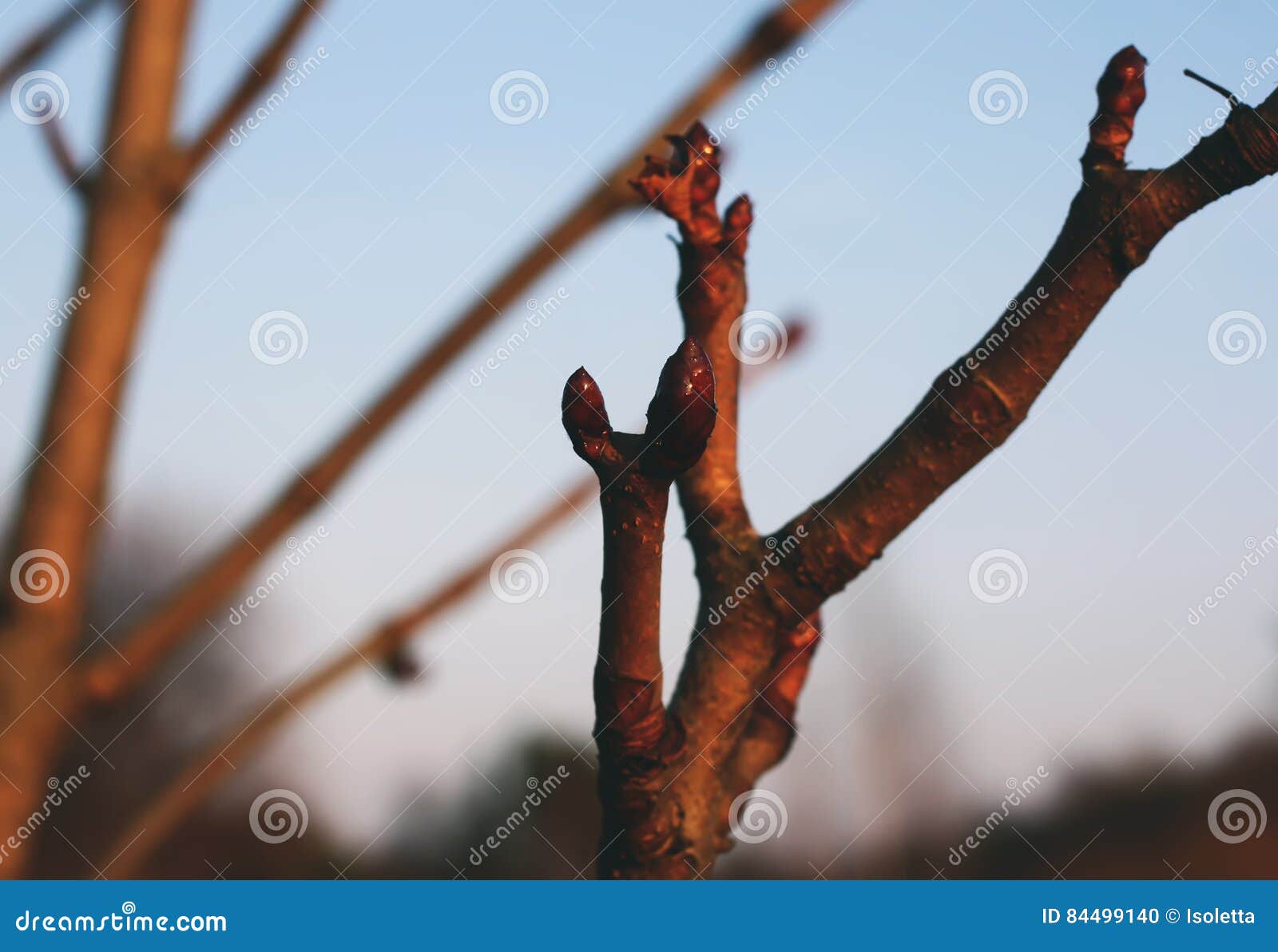 Chestnut tree branch stock photo. Image of environment - 84499140