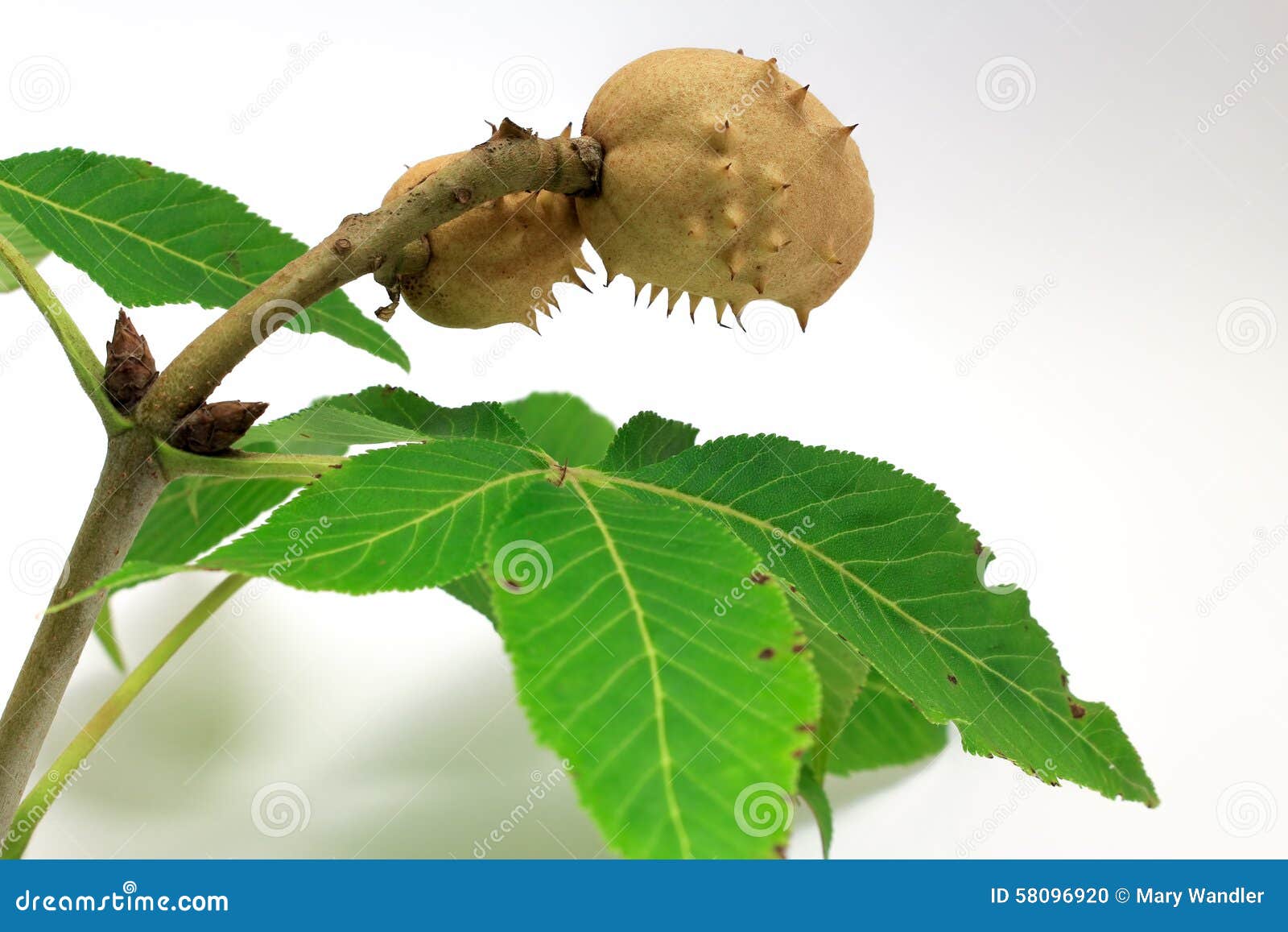 Chestnut Tree Branch stock photo. Image of organic, nuts - 58096920