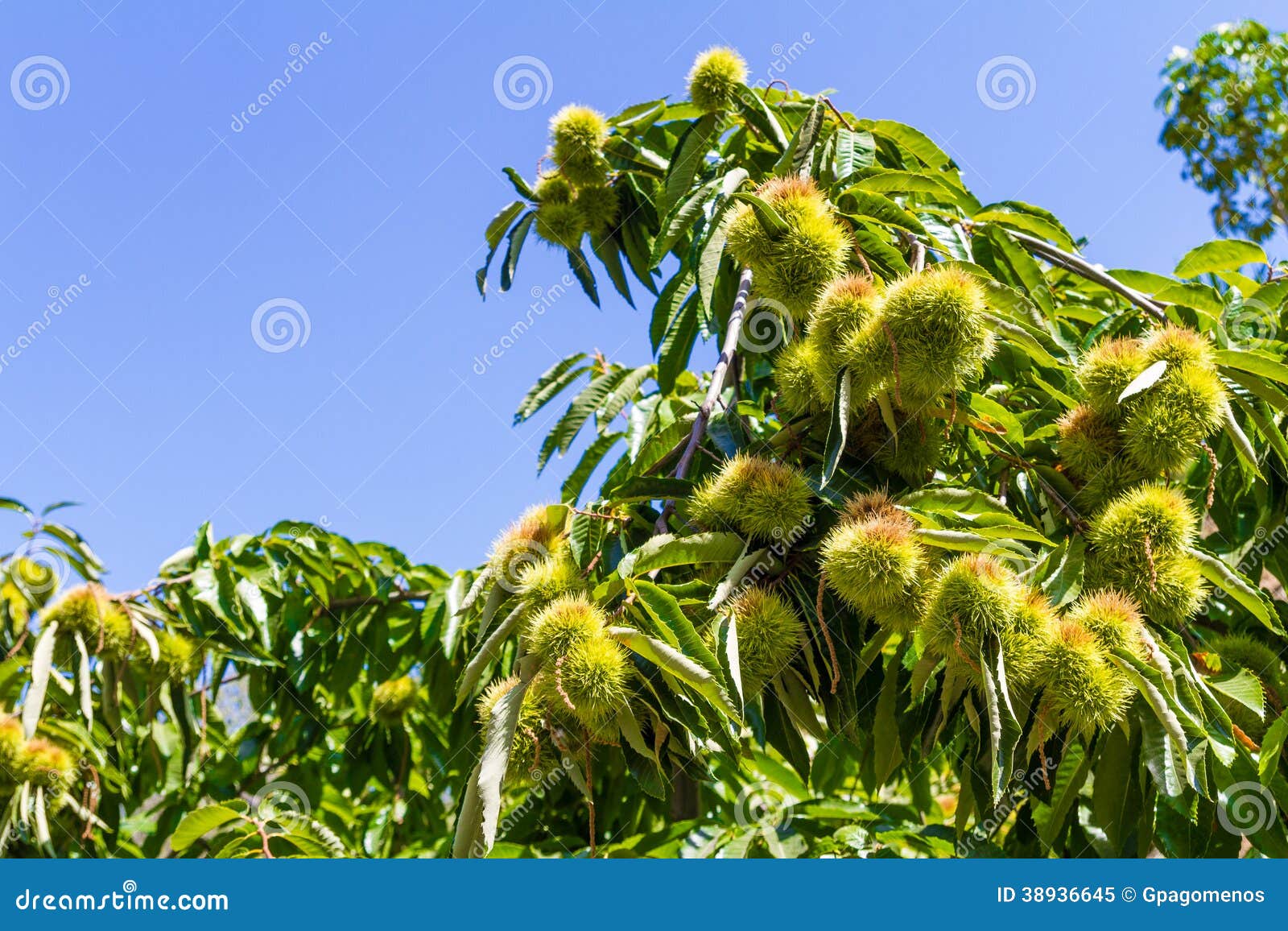 Chestnut Tree Branch with Chestnuts. Stock Image - Image of oleosum ...